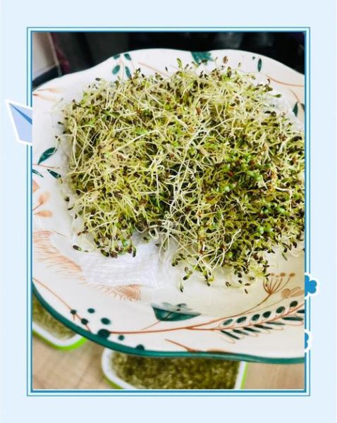 苜蓿芽图片_苜蓿芽怎么种植-第3张图片-山城妙识