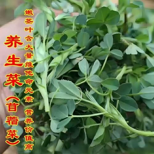 苜蓿芽图片_苜蓿芽怎么种植-第1张图片-山城妙识