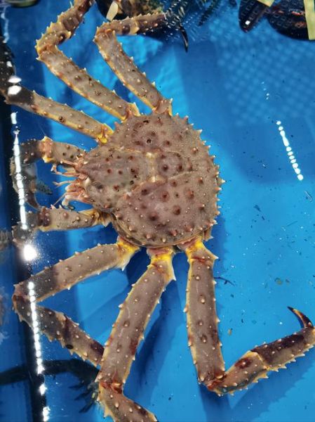 最大的螃蟹有多大_巨型螃蟹真实尺寸-第1张图片-山城妙识 最大的螃蟹有多大_巨型螃蟹真实尺寸-第1张图片-山城妙识