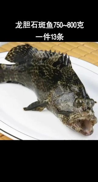 龙胆鱼图片_龙胆石斑鱼高清图怎么拍-第1张图片-山城妙识