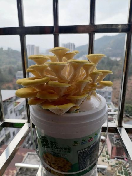 蘑菇种植方法_家庭如何种蘑菇-第2张图片-山城妙识 蘑菇种植方法_家庭如何种蘑菇-第2张图片-山城妙识