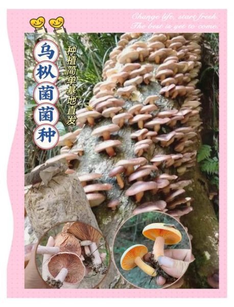 蘑菇种植方法_家庭如何种蘑菇-第3张图片-山城妙识 蘑菇种植方法_家庭如何种蘑菇-第3张图片-山城妙识