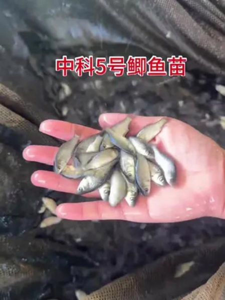 鲫鱼苗多少钱一斤_鲫鱼苗价格行情-第3张图片-山城妙识