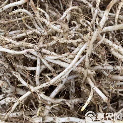 薄荷根的功效与作用_薄荷根怎么吃效果最好-第2张图片-山城妙识