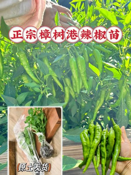 樟树港辣椒为什么这么辣_正宗产地在哪里-第1张图片-山城妙识