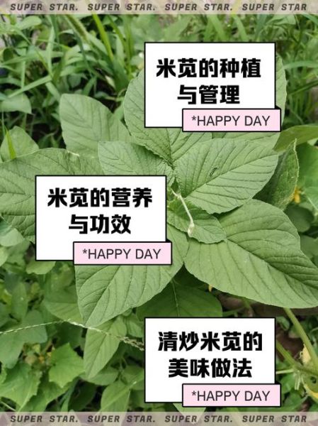 米苋怎么读_米苋的拼音是什么-第1张图片-山城妙识