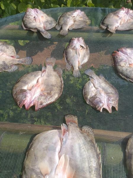 桂花鱼营养价值_孕妇能吃吗-第3张图片-山城妙识 桂花鱼营养价值_孕妇能吃吗-第3张图片-山城妙识