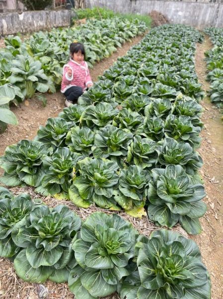 翠花上酸菜下一句怎么接_翠花上酸菜经典接法大全-第2张图片-山城妙识