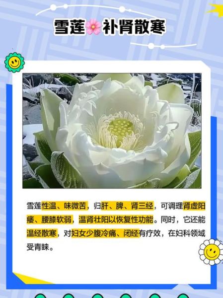 雪莲花茶的功效与作用_雪莲花茶怎么喝才有效-第2张图片-山城妙识