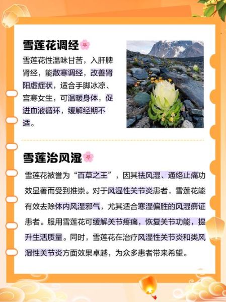 雪莲花茶的功效与作用_雪莲花茶怎么喝才有效-第3张图片-山城妙识