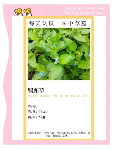 鸭跖草科植物有哪些_常见品种识别技巧-第3张图片-山城妙识