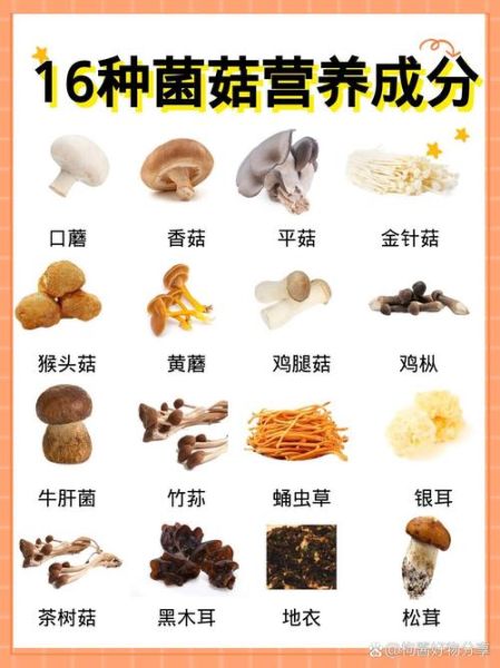 蘑菇的营养价值及功效_蘑菇怎么吃最营养-第1张图片-山城妙识