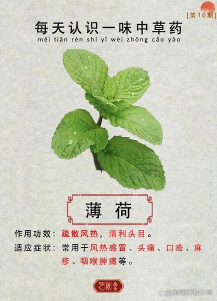 薄荷怎么吃最健康_薄荷的功效与作用有哪些-第1张图片-山城妙识 薄荷怎么吃最健康_薄荷的功效与作用有哪些-第1张图片-山城妙识