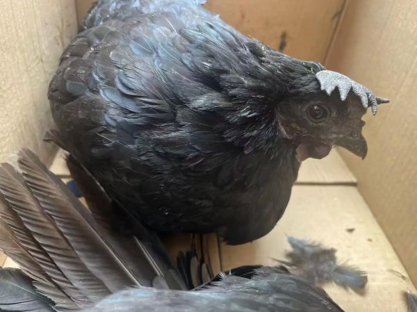 一只乌鸡大概多少钱_乌鸡市场价格是多少-第2张图片-山城妙识 一只乌鸡大概多少钱_乌鸡市场价格是多少-第2张图片-山城妙识