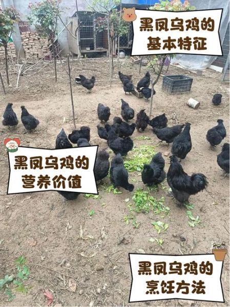 一只乌鸡大概多少钱_乌鸡市场价格是多少-第1张图片-山城妙识 一只乌鸡大概多少钱_乌鸡市场价格是多少-第1张图片-山城妙识