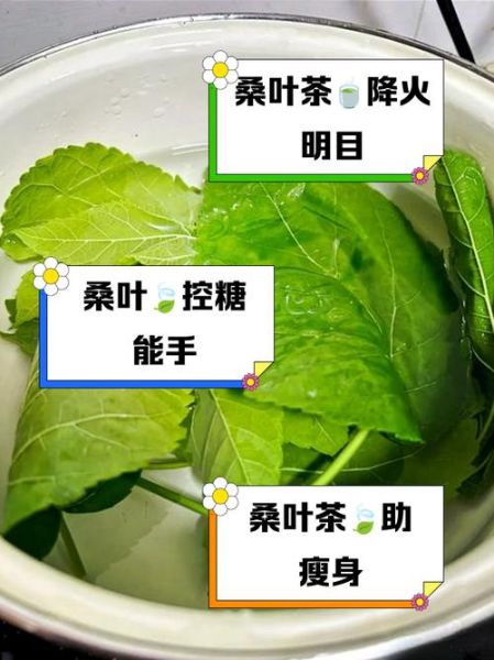 桑叶泡水喝的禁忌_桑叶与什么相克-第2张图片-山城妙识 桑叶泡水喝的禁忌_桑叶与什么相克-第2张图片-山城妙识