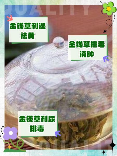 金钱草的功效与作用_金钱草怎么泡水喝-第1张图片-山城妙识