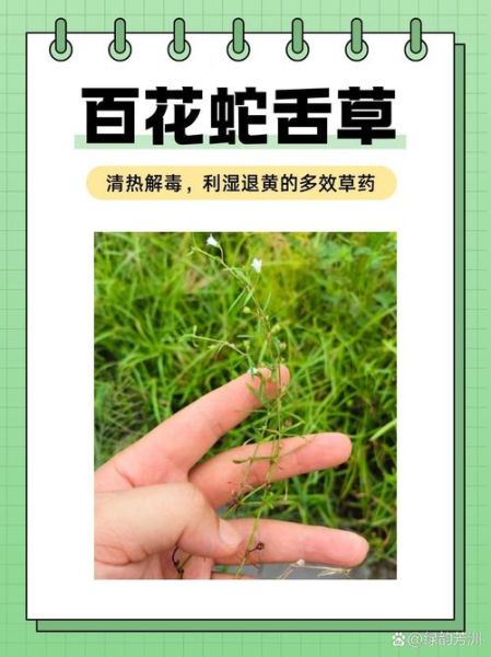 蛇舌草的功效与作用_蛇舌草能治什么病-第1张图片-山城妙识