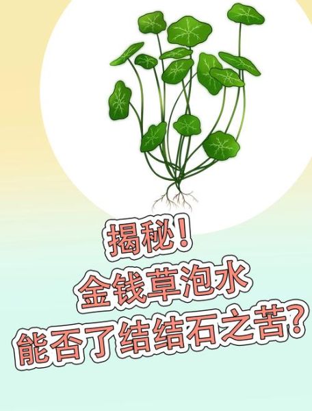 金钱草的功效与作用_金钱草怎么泡水喝-第3张图片-山城妙识