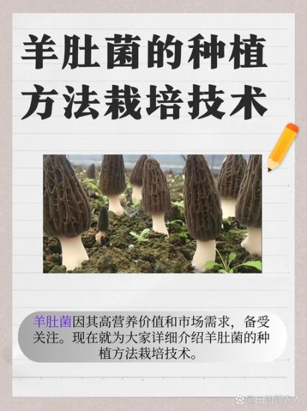 羊肚菌种植技术_羊肚菌栽培条件-第1张图片-山城妙识