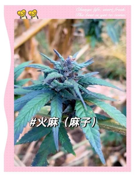 麻子植物图片_麻子植物长什么样-第3张图片-山城妙识