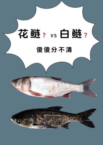 鲢鱼图片大全大图_如何区分花鲢与白鲢-第1张图片-山城妙识 鲢鱼图片大全大图_如何区分花鲢与白鲢-第1张图片-山城妙识