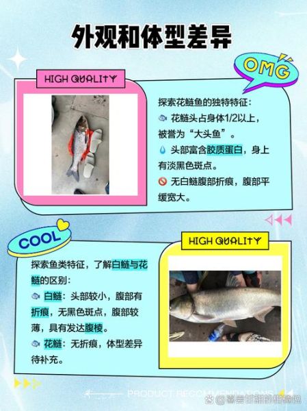 鲢鱼图片大全大图_如何区分花鲢与白鲢-第3张图片-山城妙识 鲢鱼图片大全大图_如何区分花鲢与白鲢-第3张图片-山城妙识