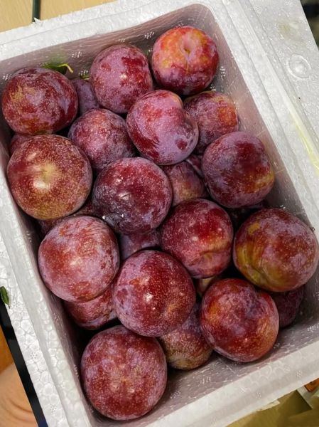 红心李子功效与作用_红心李子能减肥吗-第1张图片-山城妙识