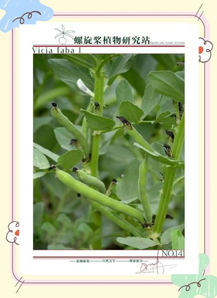 蚕豆芽怎么发_蚕豆芽发芽温度多少合适-第1张图片-山城妙识 蚕豆芽怎么发_蚕豆芽发芽温度多少合适-第1张图片-山城妙识