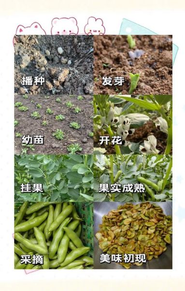 蚕豆芽怎么发_蚕豆芽发芽温度多少合适-第2张图片-山城妙识 蚕豆芽怎么发_蚕豆芽发芽温度多少合适-第2张图片-山城妙识