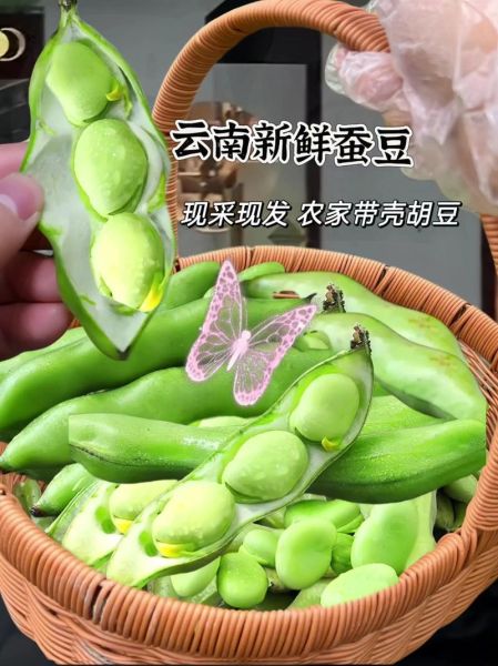 蚕豆芽怎么发_蚕豆芽发芽温度多少合适-第3张图片-山城妙识 蚕豆芽怎么发_蚕豆芽发芽温度多少合适-第3张图片-山城妙识