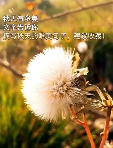 秋天的句子短句唯美_如何写出诗意秋意-第2张图片-山城妙识