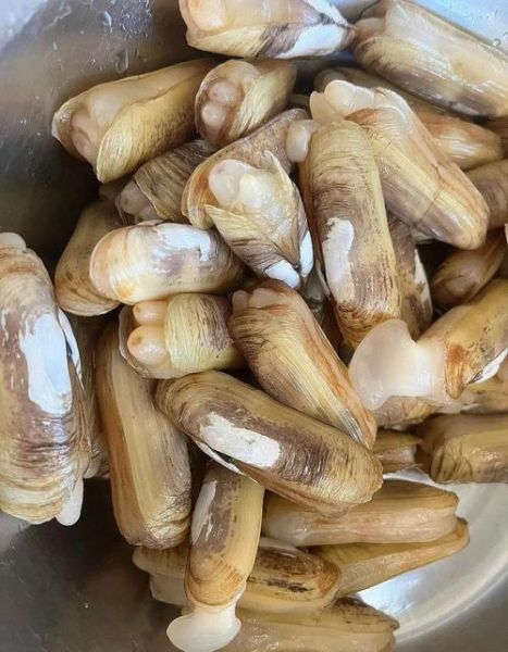 圣子怎么清洗_蛏子怎么吐沙最快-第1张图片-山城妙识