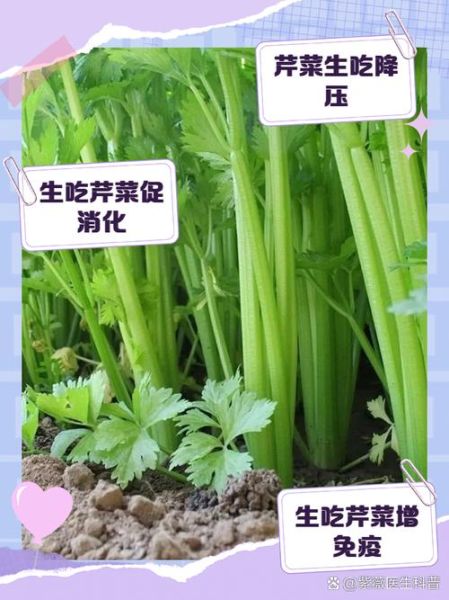 长期吃芹菜降血压吗_芹菜的副作用有哪些-第2张图片-山城妙识 长期吃芹菜降血压吗_芹菜的副作用有哪些-第2张图片-山城妙识