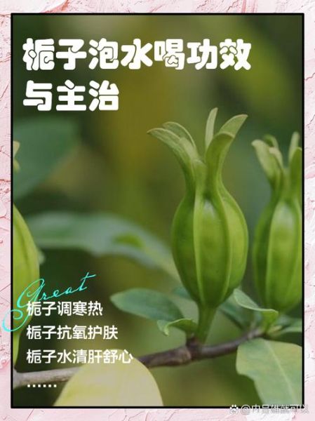 栀子泡水喝的功效与作用_栀子能治哪些病-第1张图片-山城妙识 栀子泡水喝的功效与作用_栀子能治哪些病-第1张图片-山城妙识