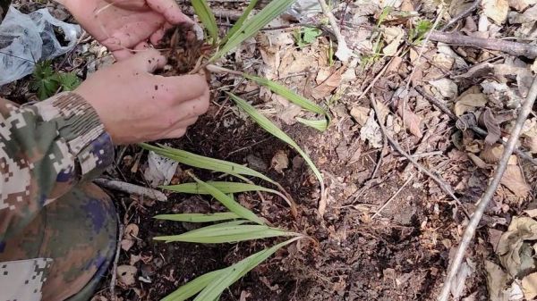 东北野生山芋头图片_如何辨别真假-第2张图片-山城妙识 东北野生山芋头图片_如何辨别真假-第2张图片-山城妙识