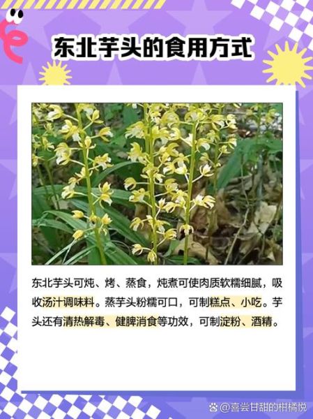 东北野生山芋头图片_如何辨别真假-第1张图片-山城妙识 东北野生山芋头图片_如何辨别真假-第1张图片-山城妙识
