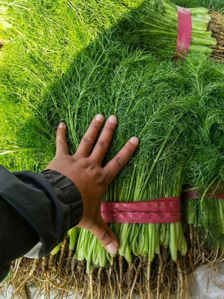 大茴香树苗怎么选_大茴香树苗图片怎么看-第3张图片-山城妙识