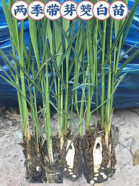 茭白是什么植物_茭白长什么样-第1张图片-山城妙识 茭白是什么植物_茭白长什么样-第1张图片-山城妙识