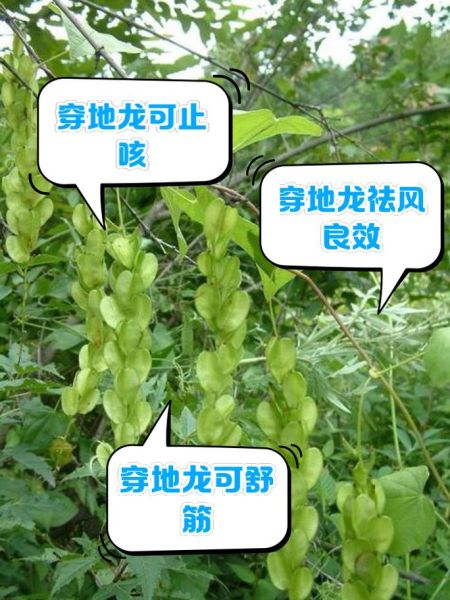 地龙的功效与作用禁忌_地龙用量多少克合适-第2张图片-山城妙识