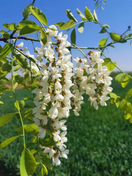 槐花图片大全高清图片_槐花什么时候开-第1张图片-山城妙识