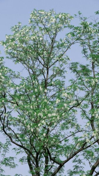 槐花图片大全高清图片_槐花什么时候开-第2张图片-山城妙识