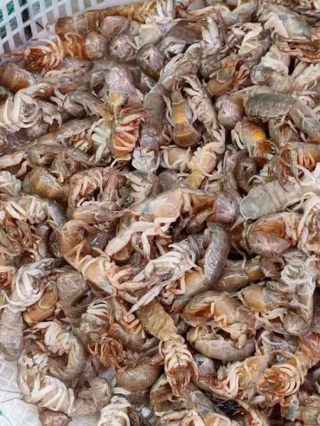 虾姑孕妇可以吃吗_孕期吃虾姑的注意事项-第2张图片-山城妙识