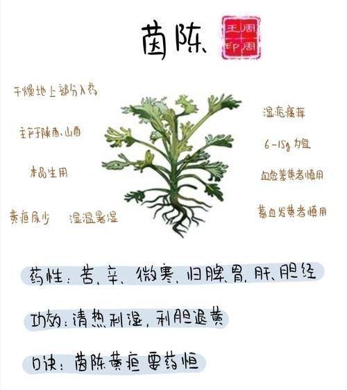 茵陈的功效与作用及禁忌症_茵陈泡水喝的正确方法-第1张图片-山城妙识 茵陈的功效与作用及禁忌症_茵陈泡水喝的正确方法-第1张图片-山城妙识