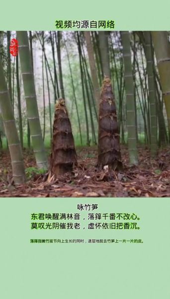 春笋的诗句有哪些_春笋寓意是什么-第1张图片-山城妙识