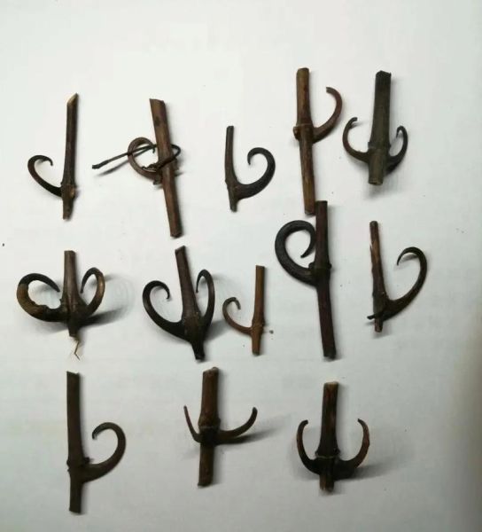 钩藤的功效与作用及食用方法_钩藤怎么吃效果最好-第2张图片-山城妙识