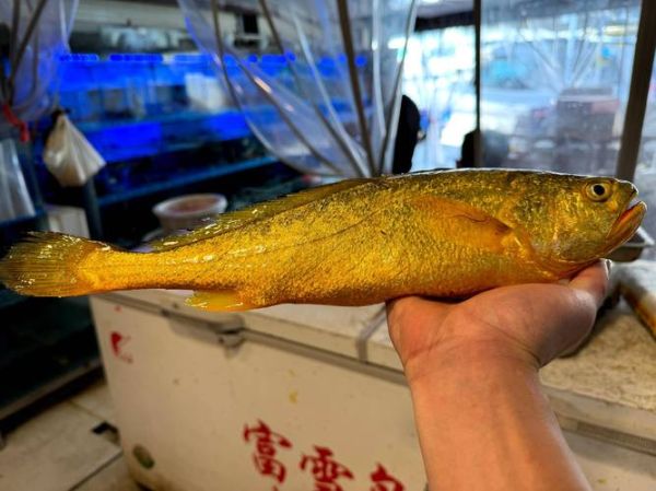 大黄鱼多少钱一斤2020_2020年大黄鱼价格走势-第1张图片-山城妙识