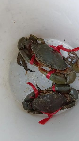 刚死的青蟹能吃吗_青蟹死后多久不能吃-第3张图片-山城妙识