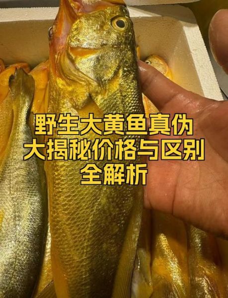 大黄鱼多少钱一斤2020_2020年大黄鱼价格走势-第3张图片-山城妙识