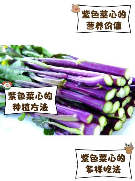 菜心的营养价值_菜心的功效与作用-第2张图片-山城妙识